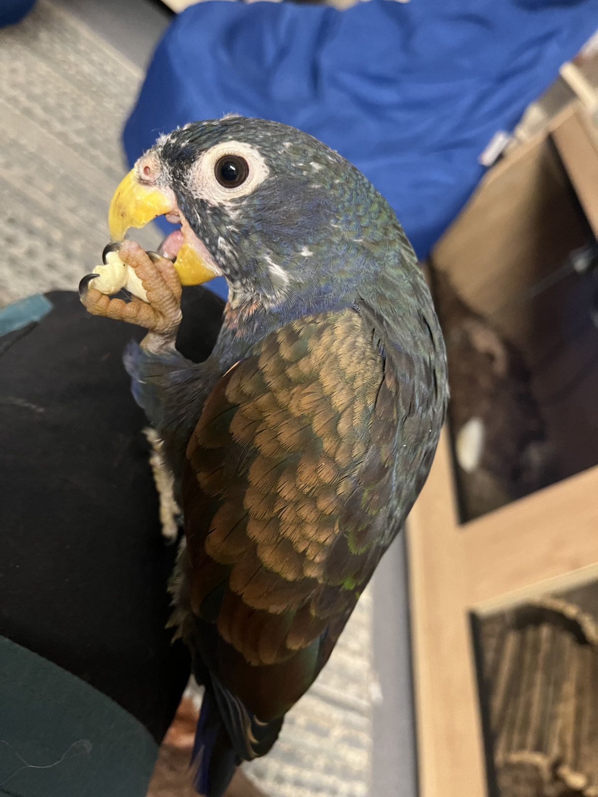 Pichu - The Parrot | Animals in Mind